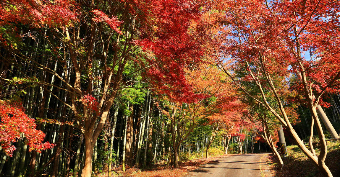 四日市観光協会｜おかげさまで50周年